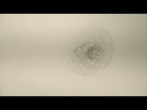 Reinhard Vanbergen - Murmuration (Official Video) - s0614