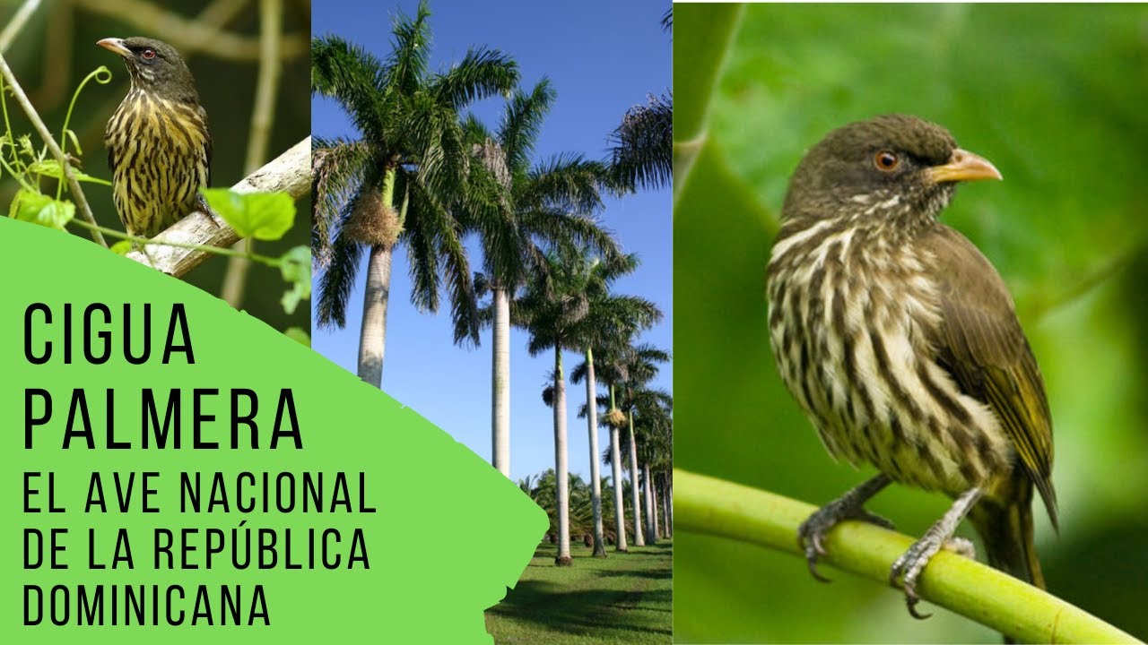 Cigua Palmera. El Ave Nacional de República Dominicana - YouTube