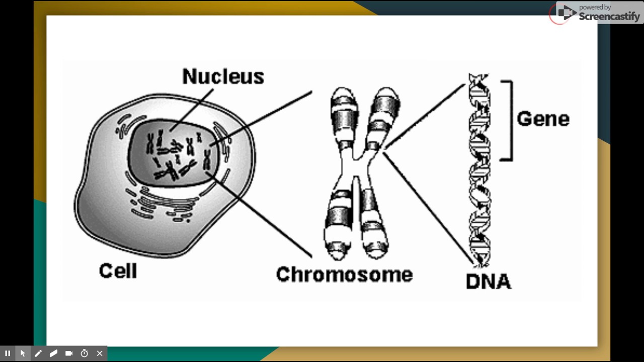 The basics of Genetics - YouTube