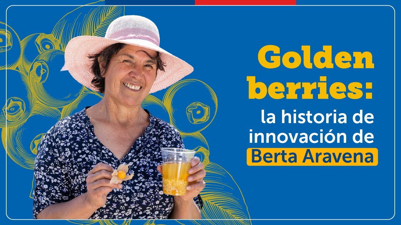 Golden berries: la historia de innovación de Berta Aravena - YouTube