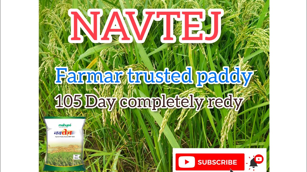 Navtej Super condition 🎉👌. #all #100k #happy #farmer #viral #mahyco # ...