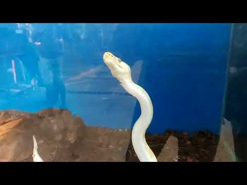 Dadar Marine Aquarium Zoo Mumbai - YouTube