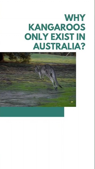 Trivia : Why Kangaroos only exist in Australia? - YouTube