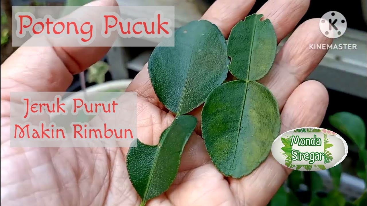 Pangkas Pucuk, Cara Saya Buat Pohon Jeruk Purut Dalam Pot Makin Rimbun ...
