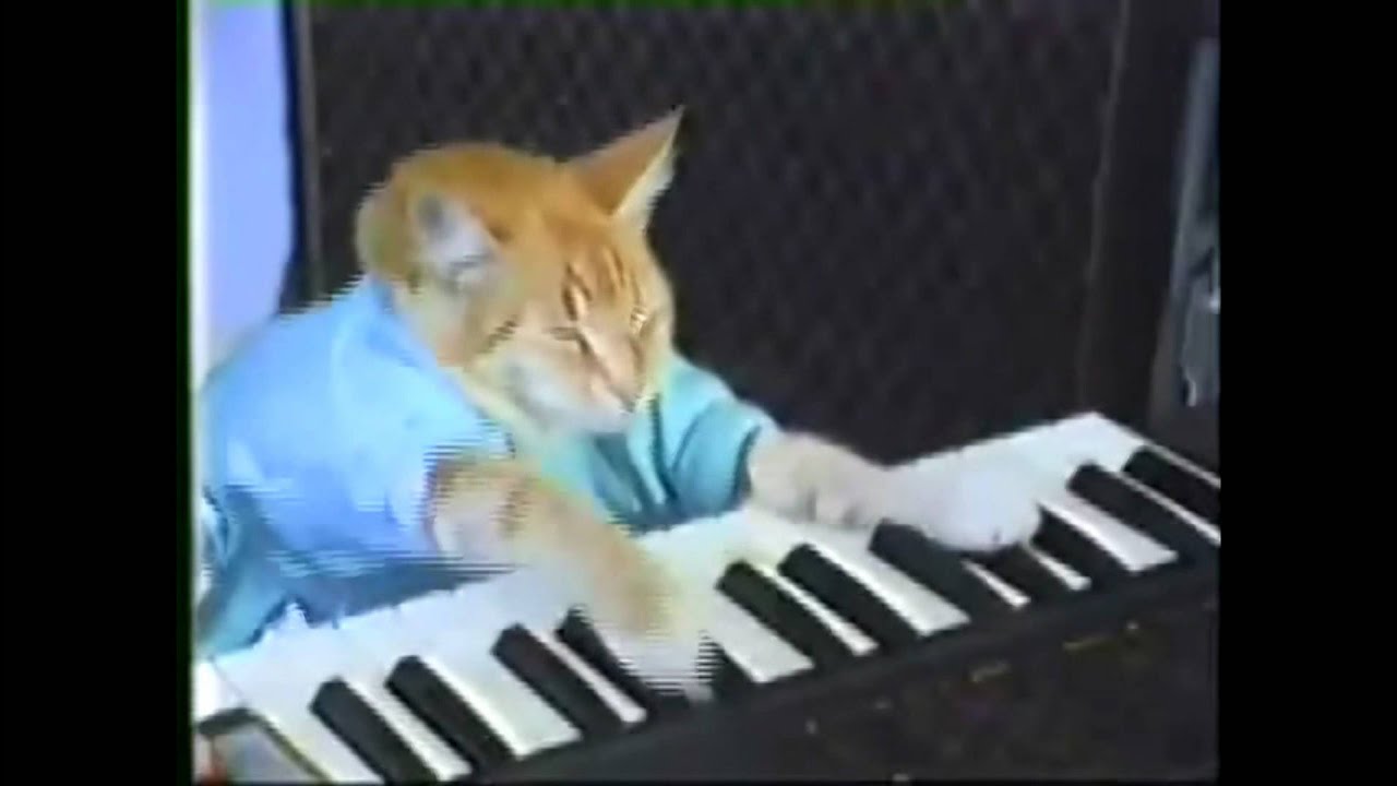Gato Tocando Piano (Cumbia) - YouTube