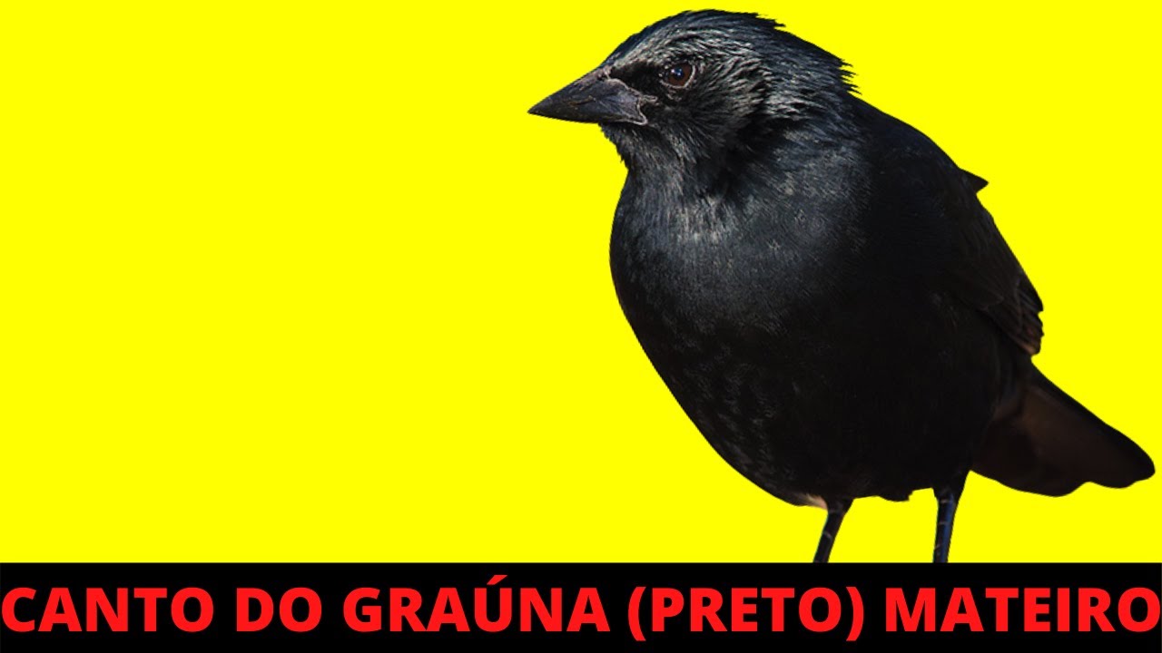 GRAÚNA PRETO CANTO MATEIRO MUITO LINDO - CANTO DO PÁSSARO GRAÚNA PRETO ...