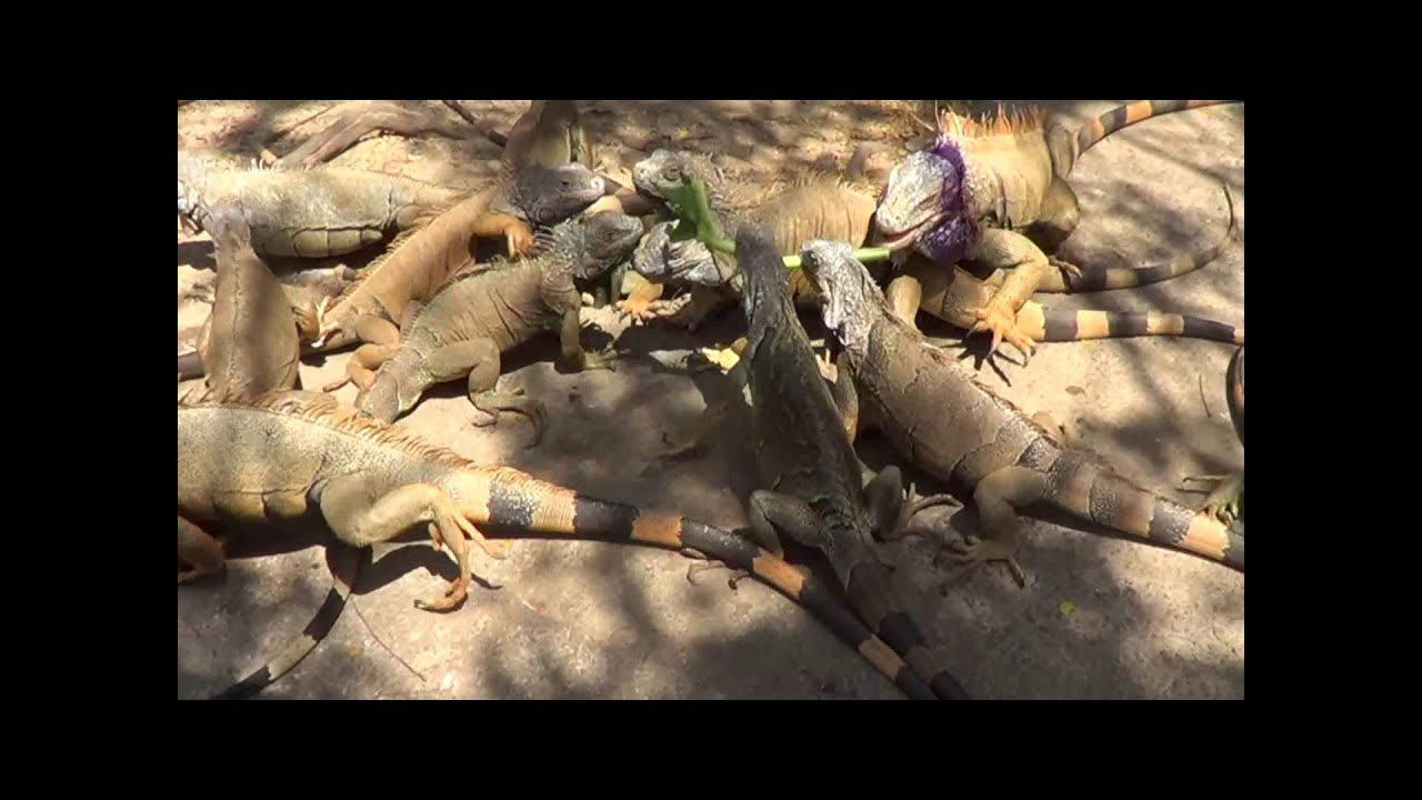 Arch's Iguana Farm Roatan - YouTube