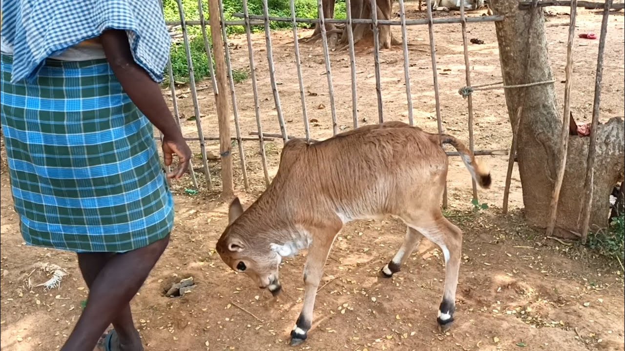 என்ன ஒரு மிரட்டலான கண்டு 😍😍😍//amazing scene 😍 ultra legend small king👑 ...