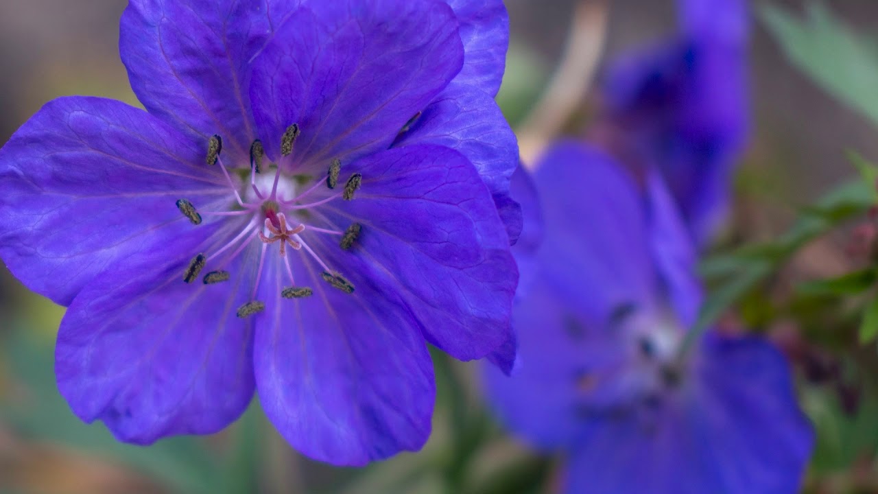 Glenn Power Mt Lofty Botanic Gardens 22 - YouTube