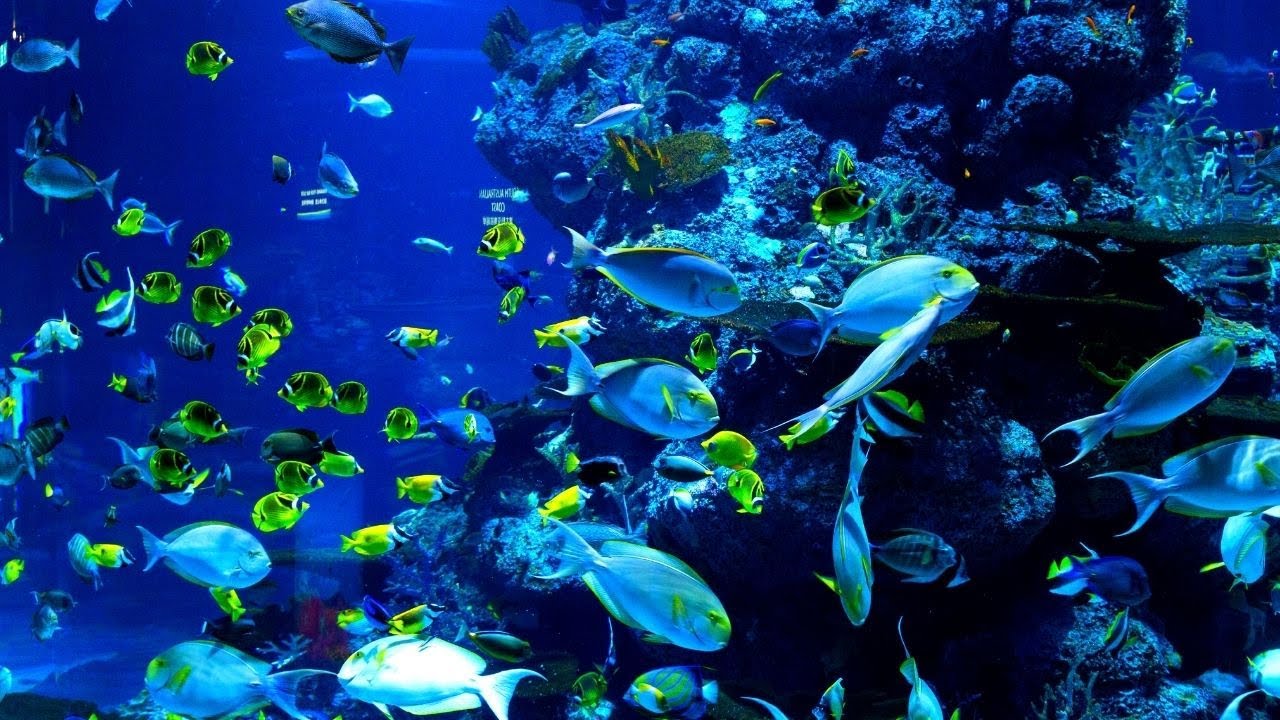 Aquarium video 4k Sea animals wich relaxing music | New vidoe sea life ...