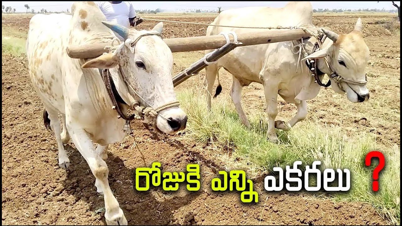 పాదులు పస్తున్నం | ox ploughing field with oxen bull farming |మా పొలంలో ...