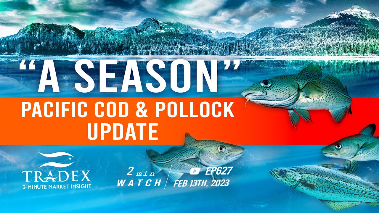 3MMI - "A Season" Pacific Cod & Pollock Update: Catches Ramping Up ...