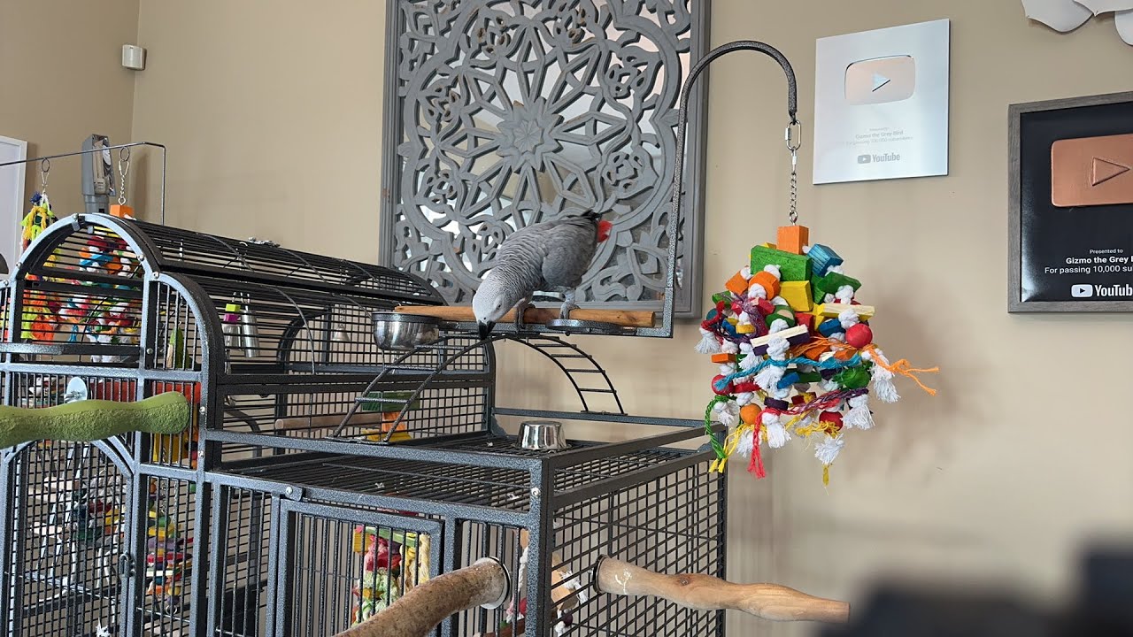 Quick squawk check - YouTube