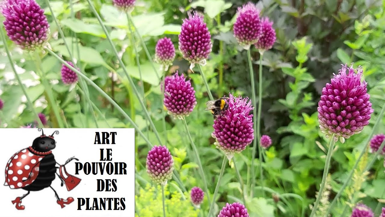 Jardinage: L'Allium sphaerocephalon Taille et entretien: plante vivace ...