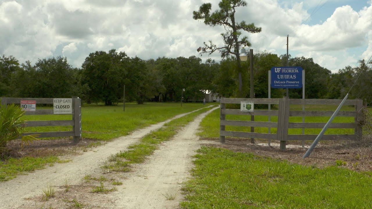 UF/IFAS Champion - DeLuca Preserve - YouTube