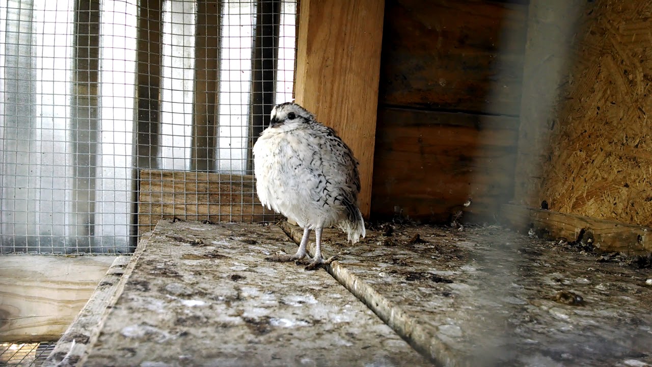Snow flake Quail that we hatched are 2 months old - YouTube