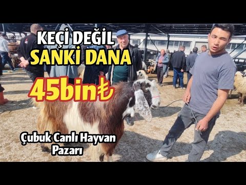 Pazarda Dana gibi Keçi | Çubuk Canlı Hayvan Pazarı Küçükbaş ve Büyükbaş Fiyatları 21 Mayıs 2026 
