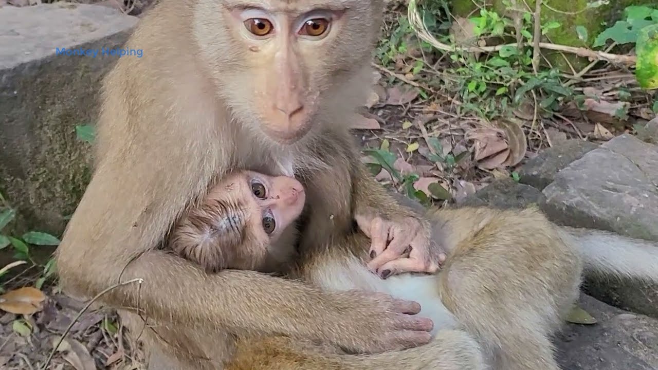 Libby today so adorable monkey| Monkey Wild - YouTube