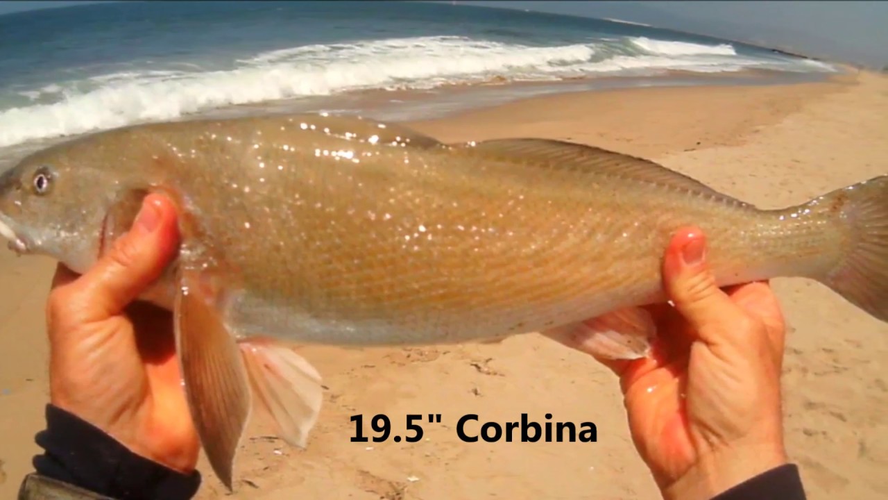 Springtime CORBINA Fishing in Southern California - YouTube