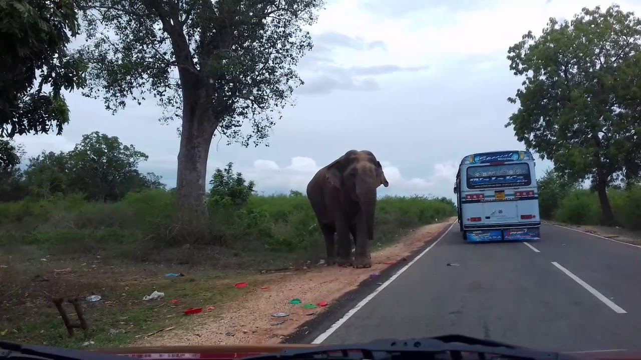 Buttala road අලි ටැෆික් - YouTube