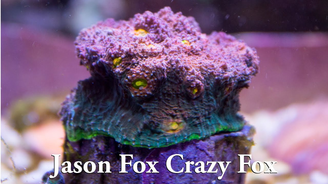 Jason Fox Crazy Fox Chalice - YouTube