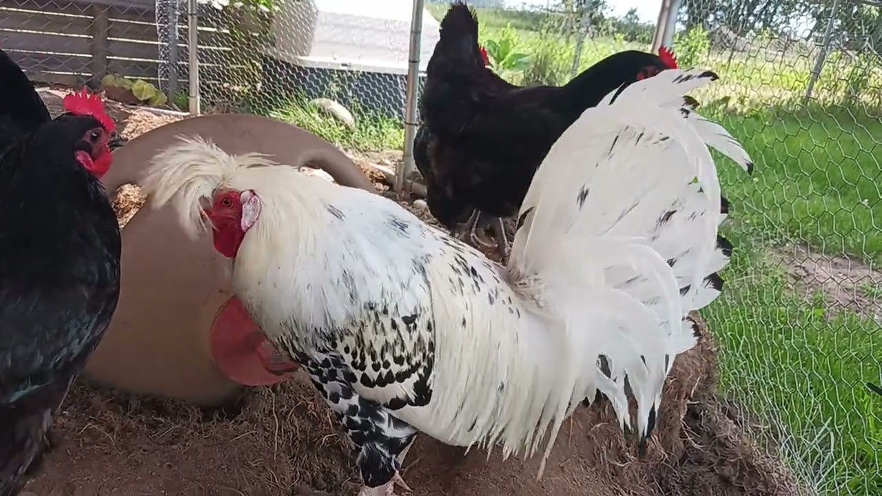 Up close with the fancy rooster and his hens. - YouTube