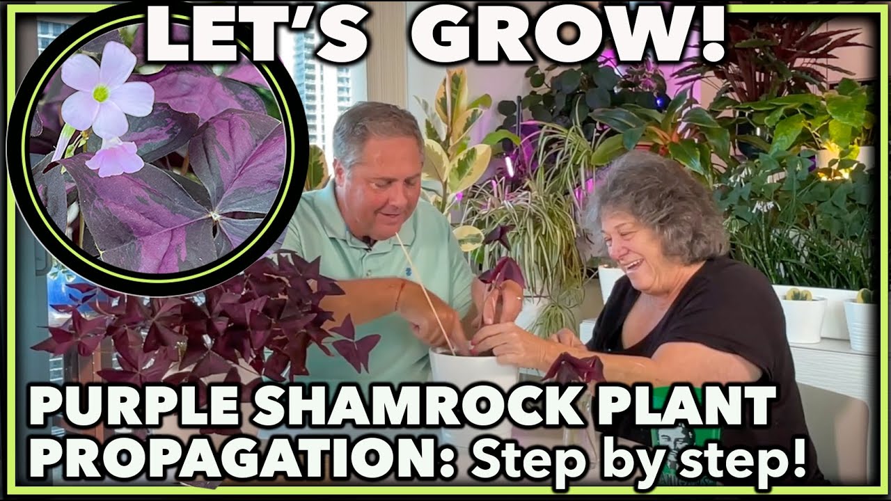 HOW TO PROPAGATE PURPLE SHAMROCK - YouTube