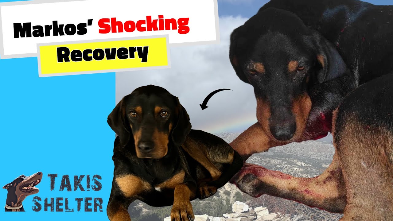 Markos' Recovery: Dog Nearly Mauled to Death Makes Astonishing Comeback ...