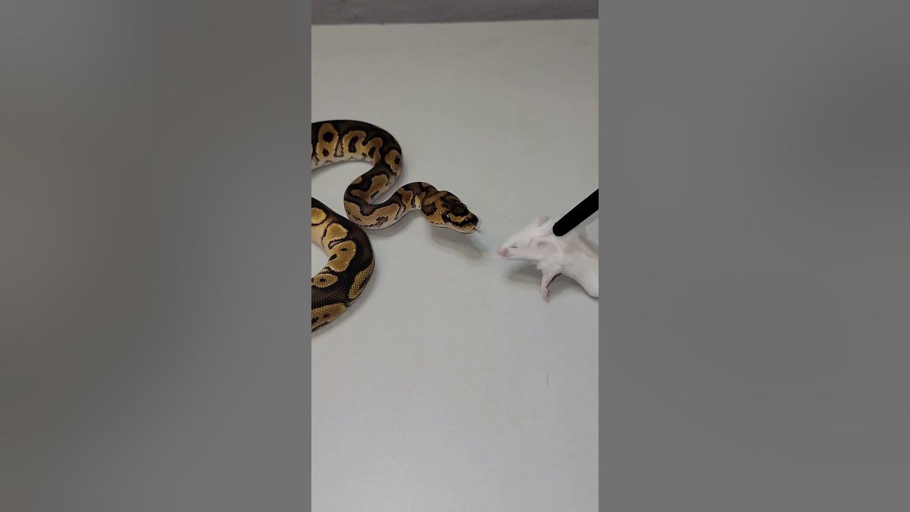 Crazy Python #Shorts - YouTube