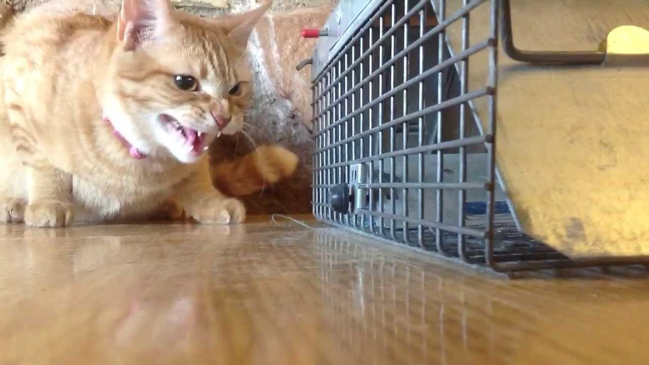 Cat Growling at Trapped Rat - YouTube