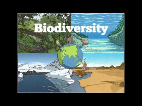 Biodiversity - Wonderfully interesting ecosystems of the UAE - YouTube