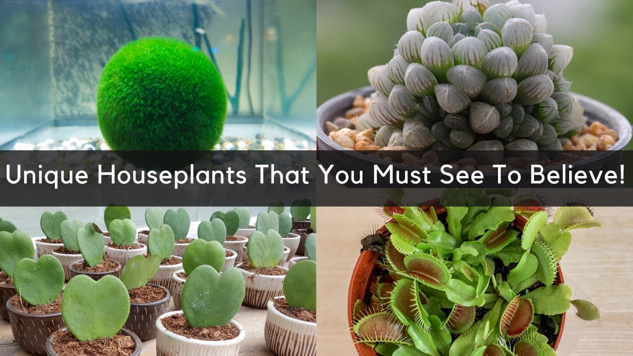 10 Cool and Unique Houseplants | Most Fascinating Plants | Free Time ...