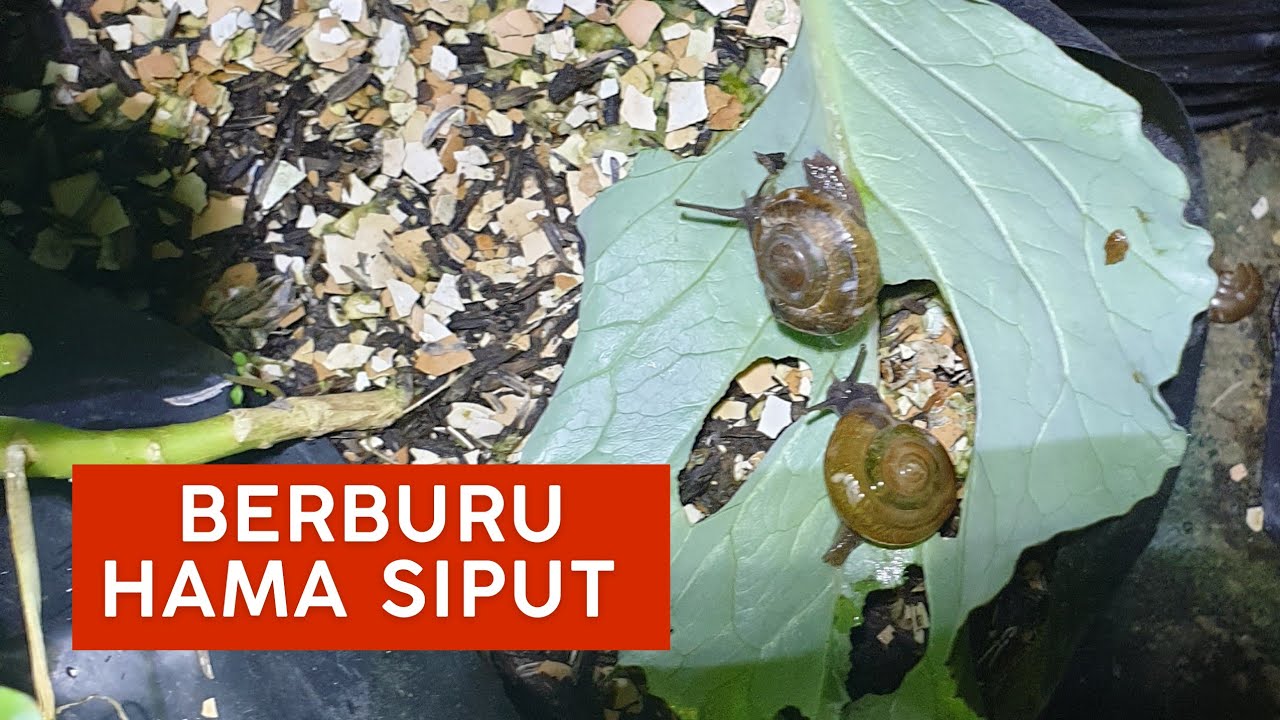 berburu hama siput | kebun minimalis | minimarket segarku - YouTube