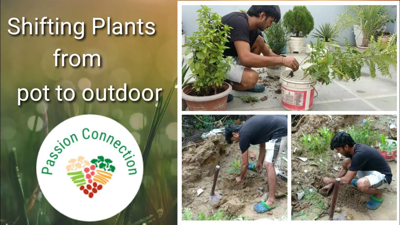 Plant Shifting || Shifting of outdoor plants from pot to ground - YouTube