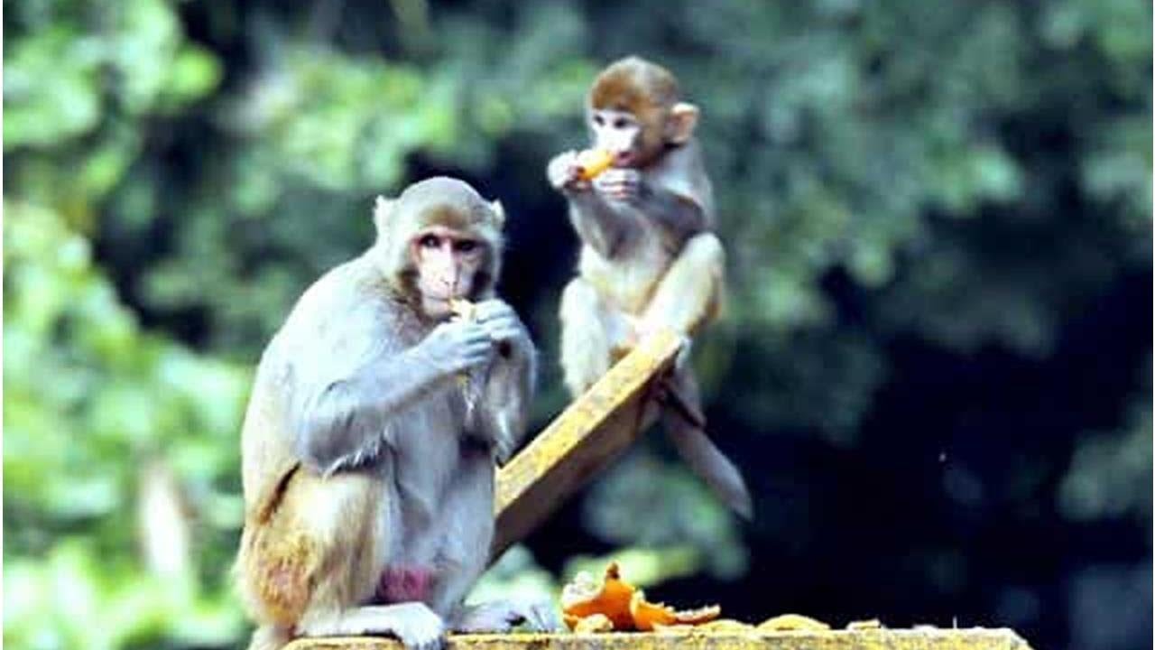 Monkeys declared as Vermin Species: Forest Minister - YouTube