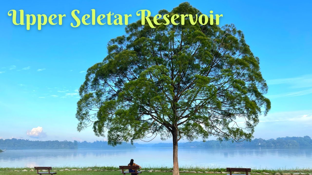 Upper Seletar Reservoir Park Singapore | Lone tree | Chestnut Nature ...