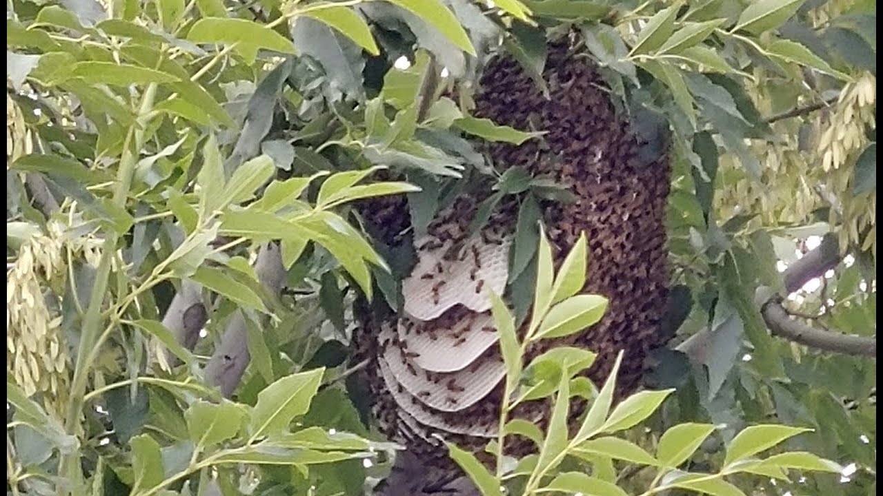 Wind blows massive beehive onto woman's head in Tempe - YouTube