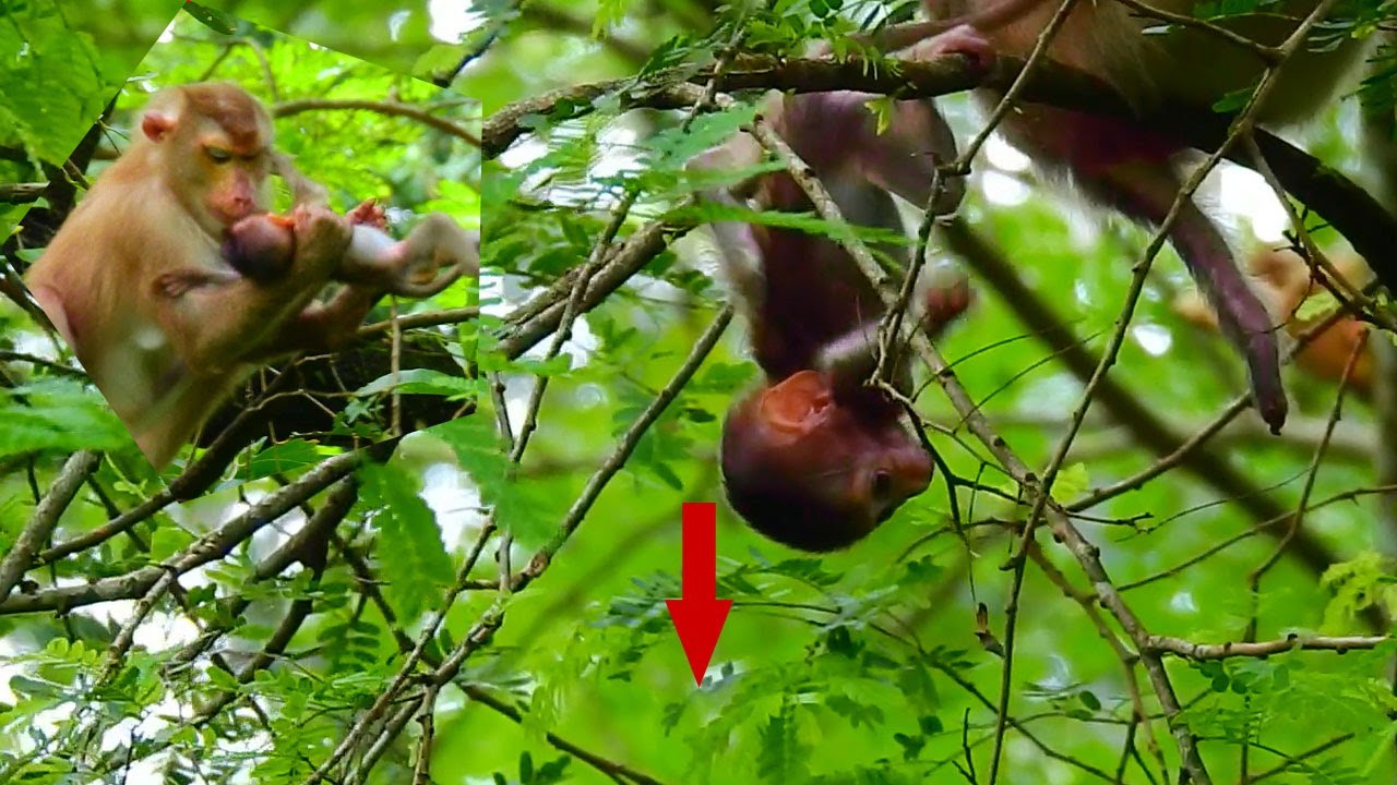Rainbow Gets Milk Before Climbing On Tree - YouTube