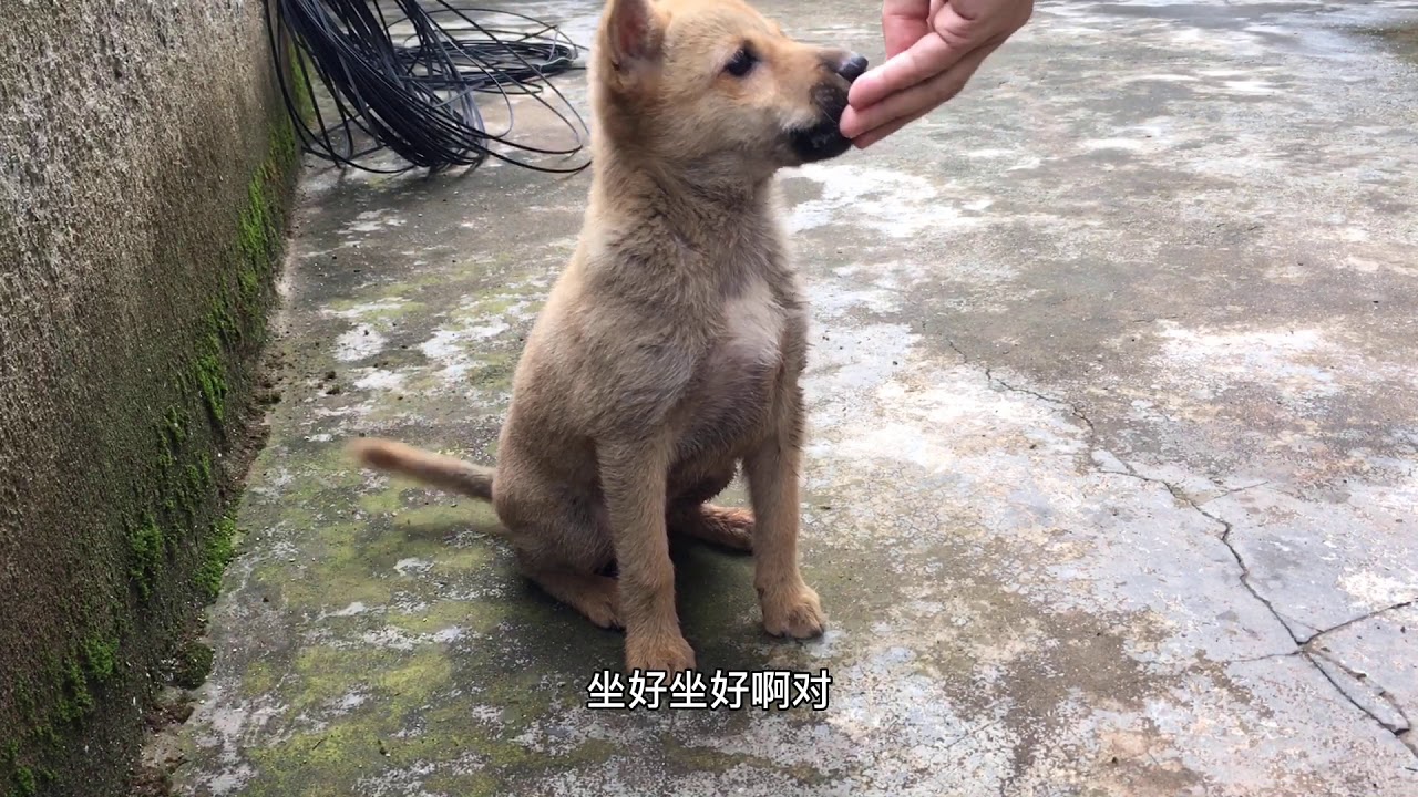 Chinese rural dog: daily basic training of two puppies, yellow dog ...