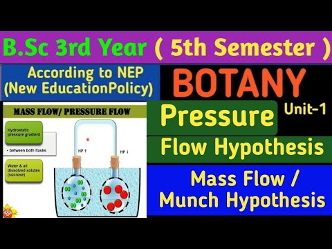 BSc 5th sem Botany Unit 1/Pressure Flow Hypothesis//Mass Flow ...