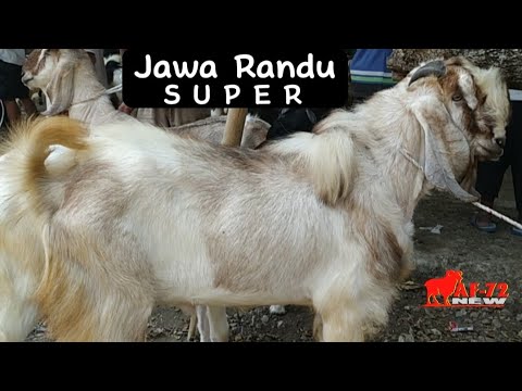 UPDATE ‼️ HARGA KAMBING JAWA RANDU SUPER - YouTube