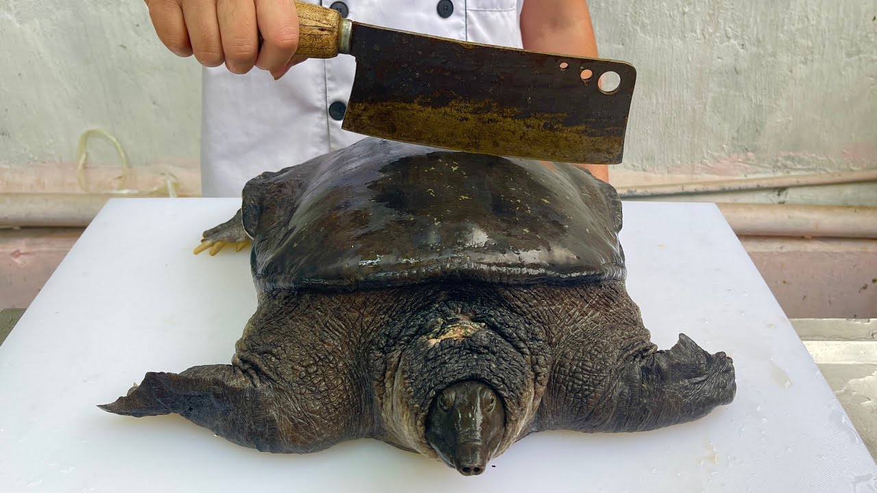 recipe for 1 softshell turtle // best cooking - YouTube