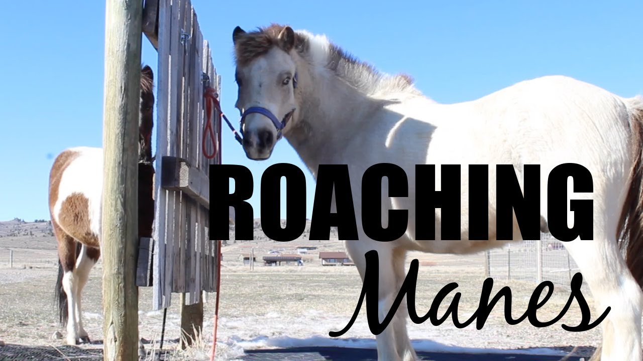 Roaching or Hogging Manes - YouTube