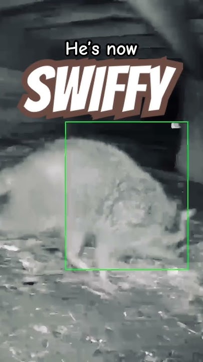The Down Below: I’m adding an ‘F’ #raccoon #wyze #swiffy #swiftsure ... The Down Below: I’m adding an ‘F’ #raccoon #wyze #swiffy #swiftsure ...