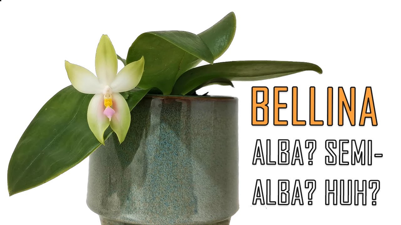 What is an Alba Flower? Where Flower Colour Variations Come From - YouTube