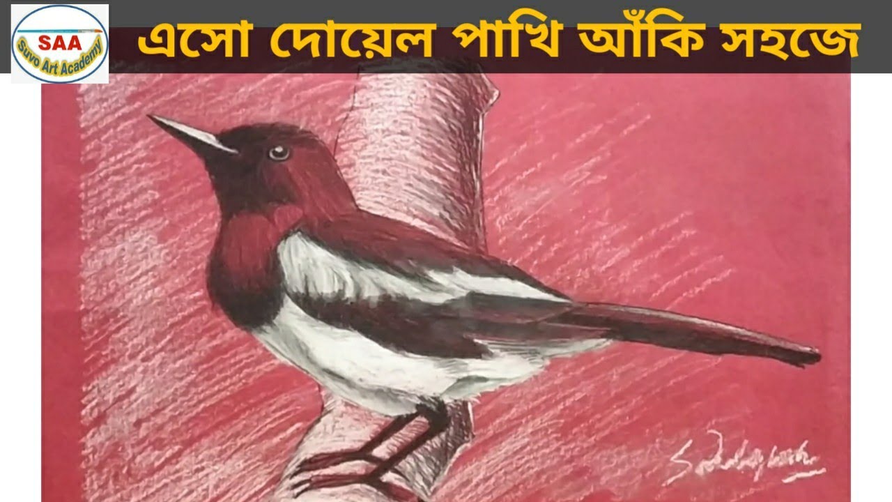 How To Draw Robin Brid|Robin Brid Drawing For Bigenners|Doyel Brid ...