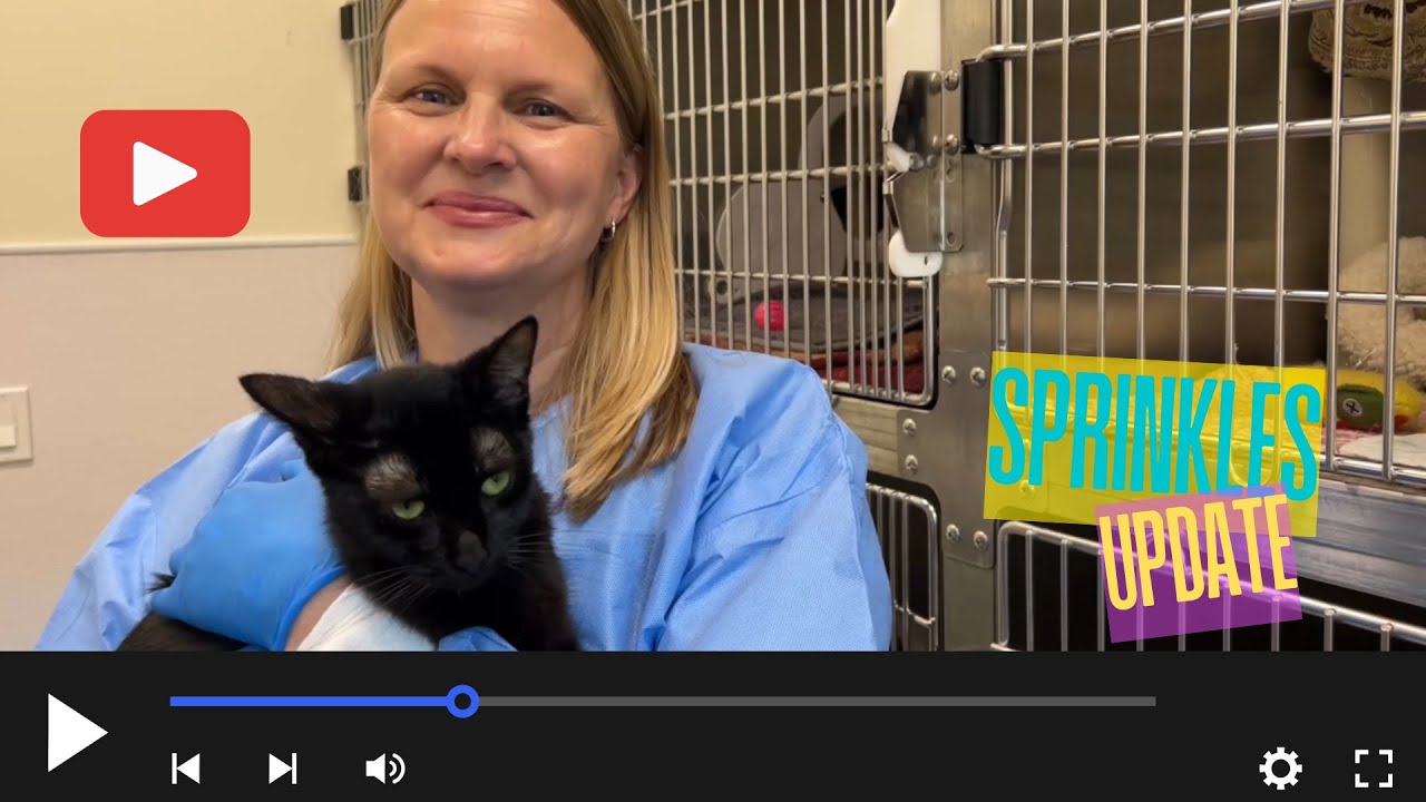 Sprinkles update - YouTube