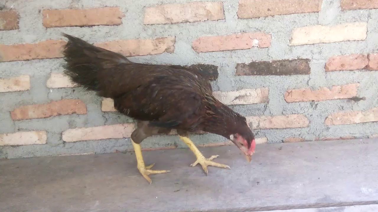 Embun = hujan ciptaan ayam jantan - YouTube