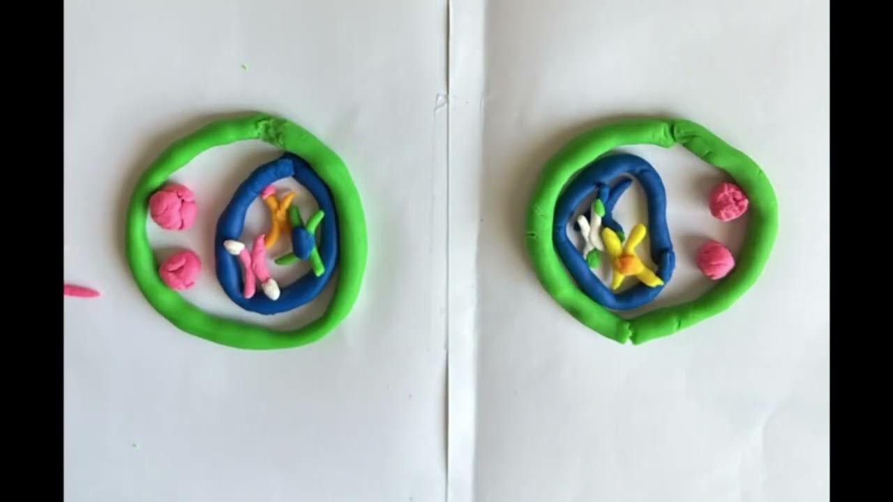Meiosis Stop Motion Video - YouTube