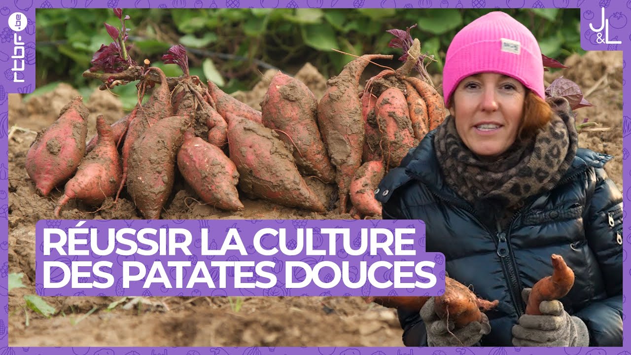 Réussir la culture de la patate douce | Jardins et Loisirs - YouTube